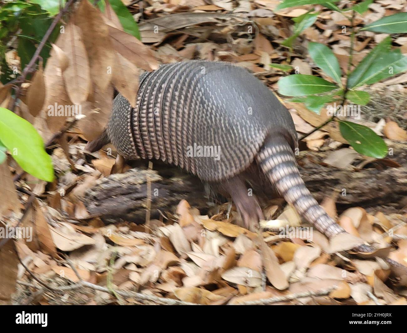 Nine-banded Armadillo (Dasypus novemcinctus Stock Photo - Alamy