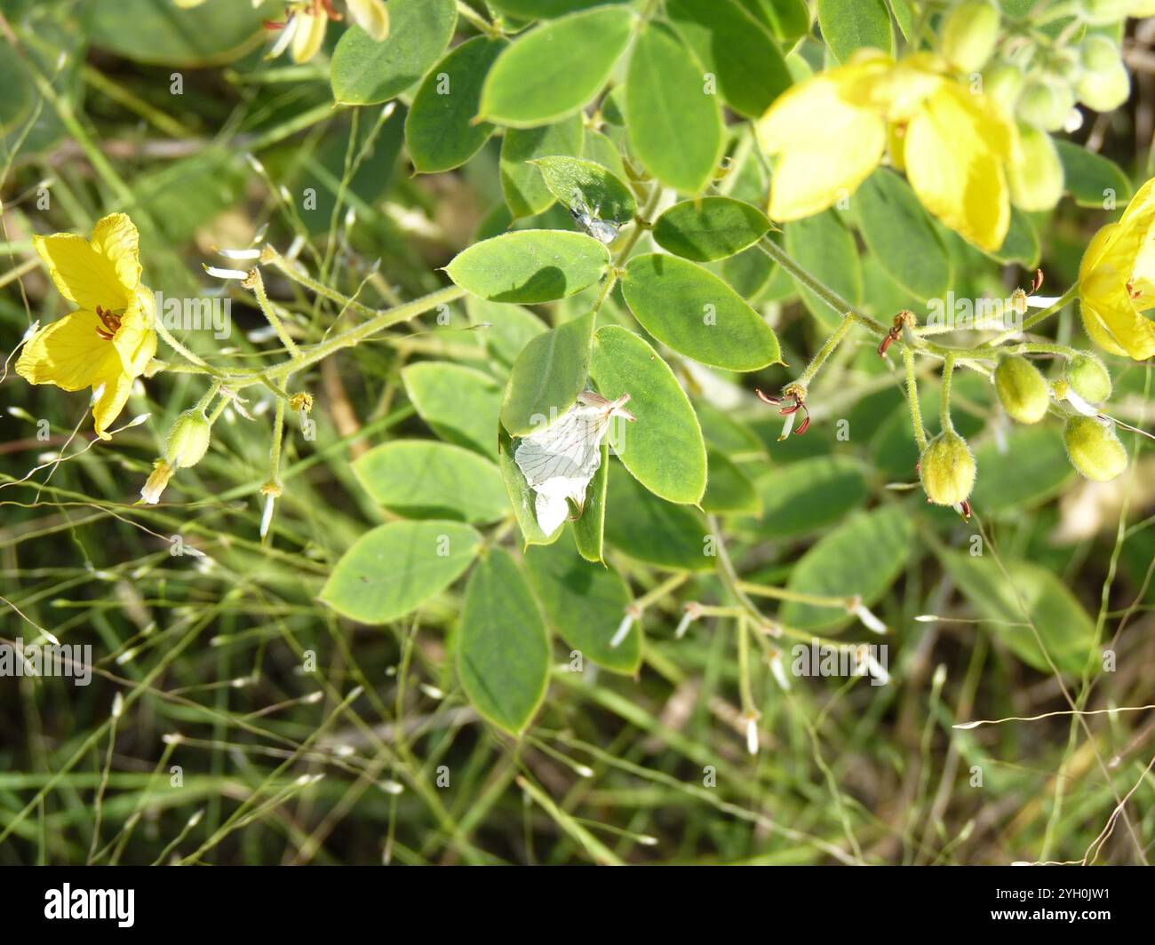 Lindheimer's Senna (Senna lindheimeriana Stock Photo - Alamy
