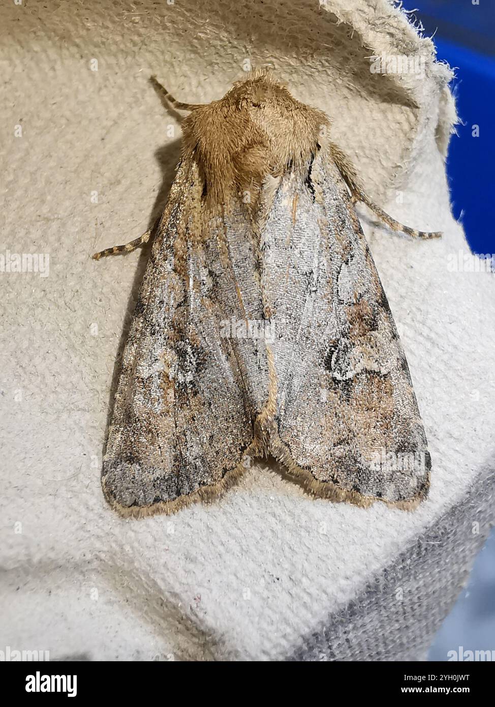 Sordens hi-res stock photography and images - Alamy