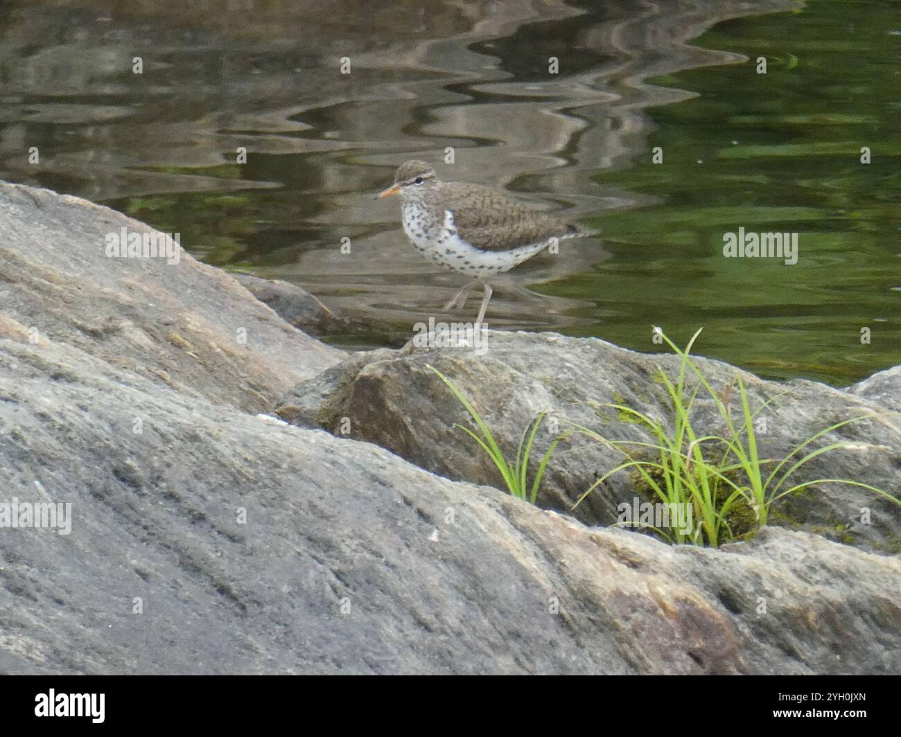 Spotted Sandpiper (Actitis macularius Stock Photo - Alamy