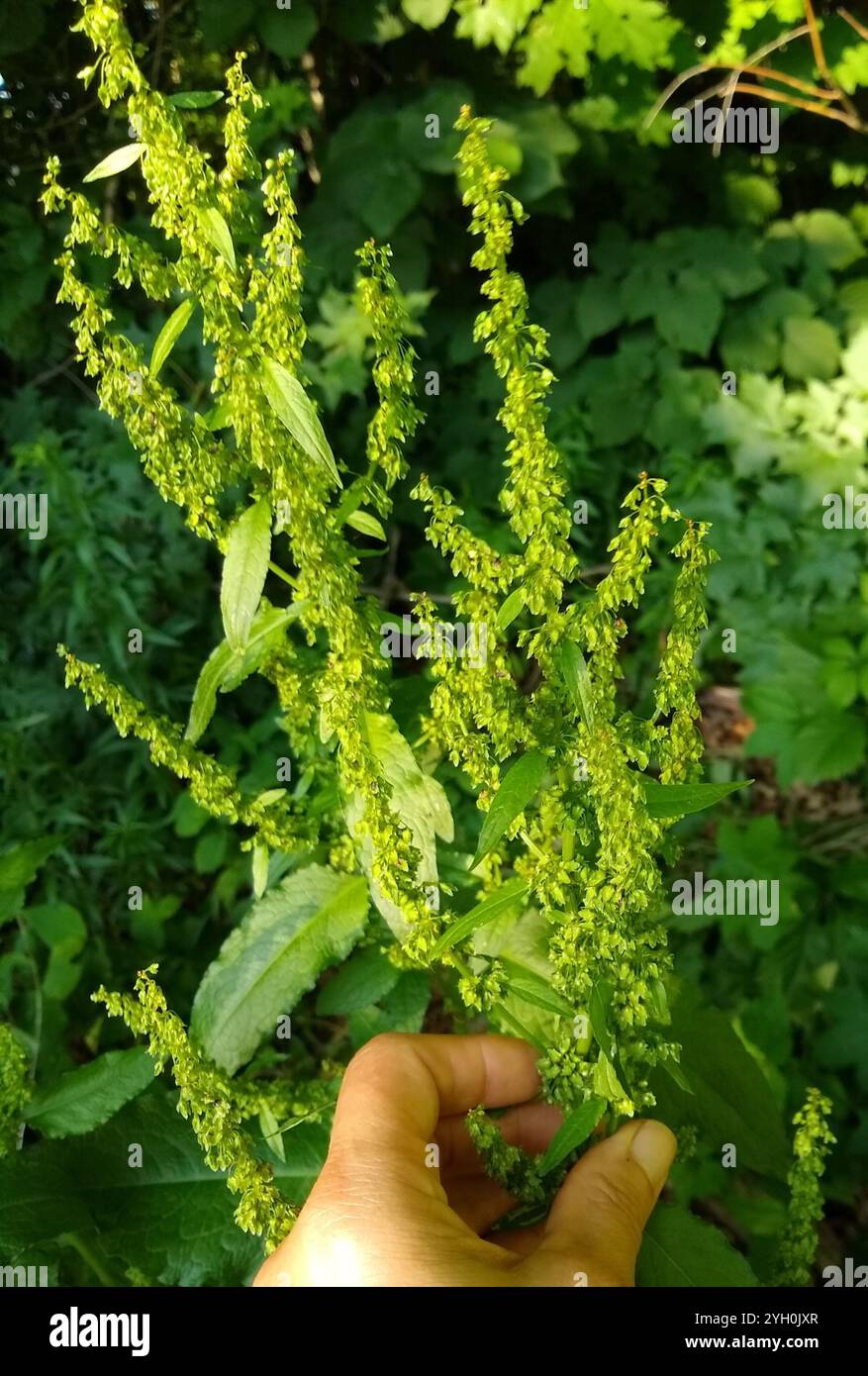 curled dock (Rumex crispus Stock Photo - Alamy