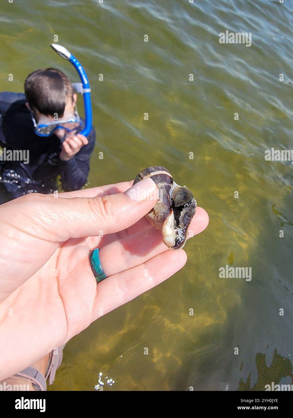 American Crown Conch (Melongena corona Stock Photo - Alamy