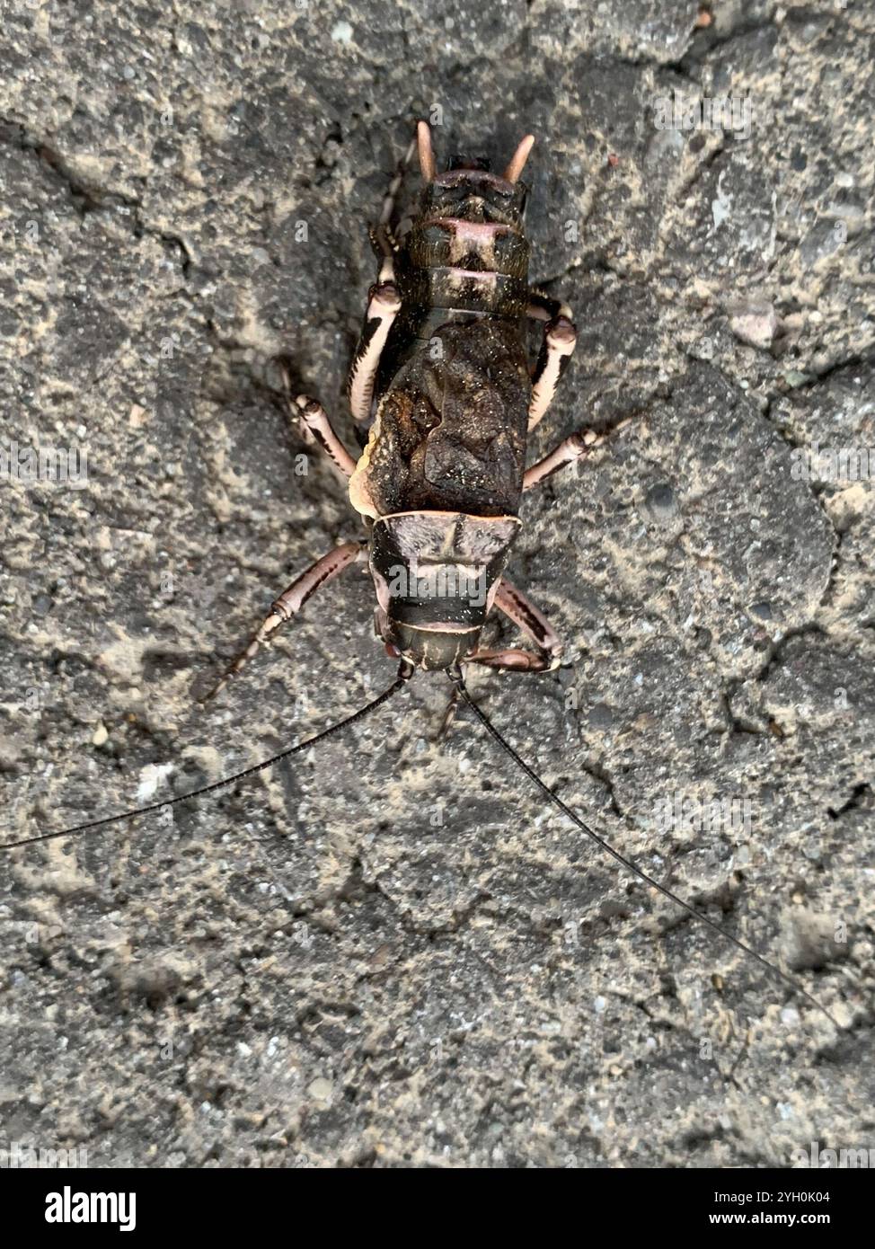 Great Grig (Cyphoderris monstrosa Stock Photo - Alamy