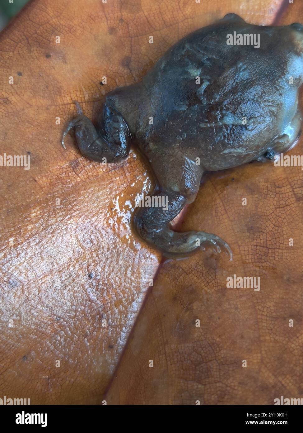 Eastern narrow mouthed toad hi-res stock photography and images - Alamy