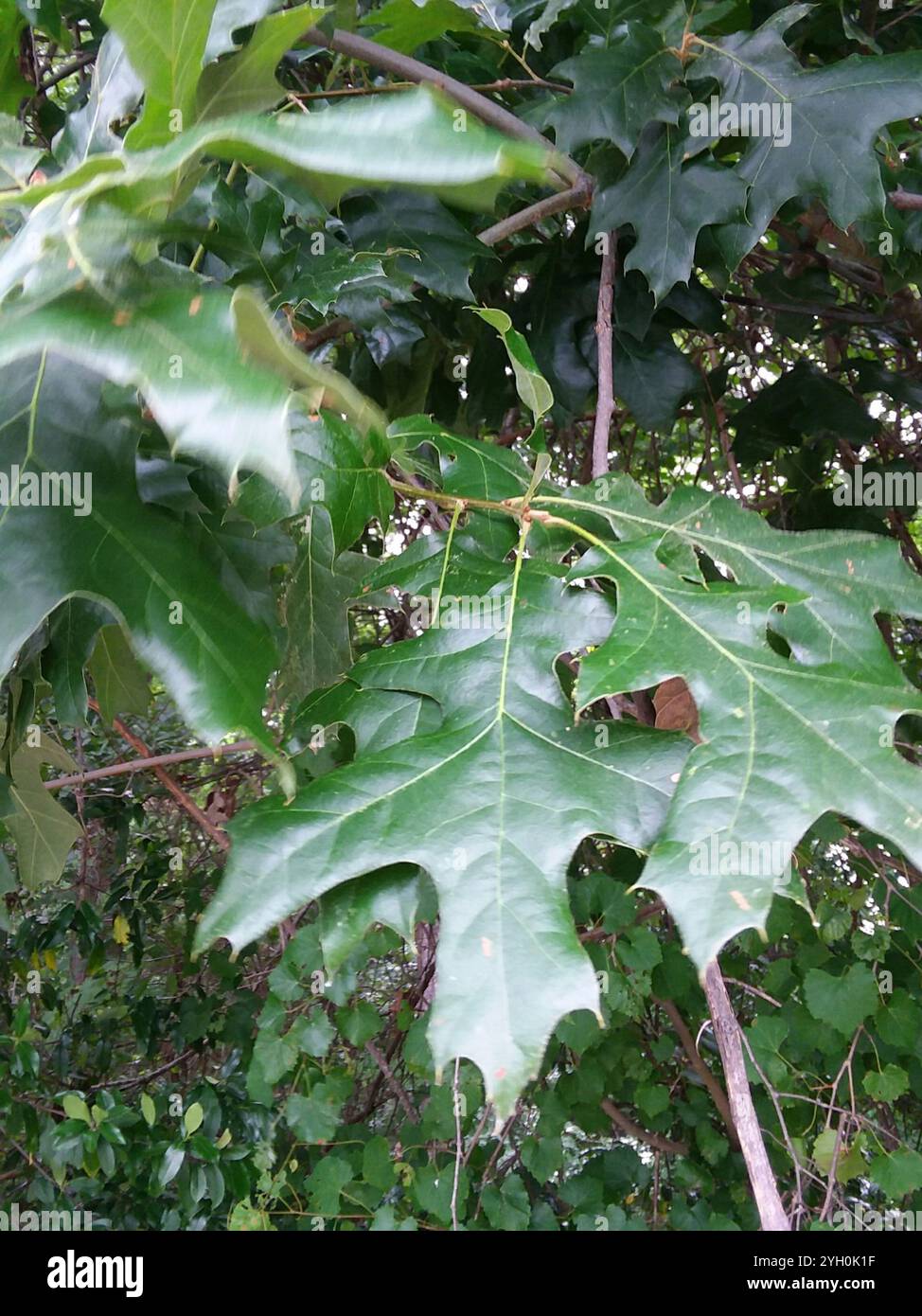 cherrybark oak (Quercus pagoda Stock Photo - Alamy