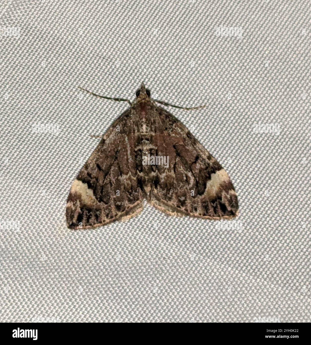 Dysstroma citrata hi-res stock photography and images - Alamy