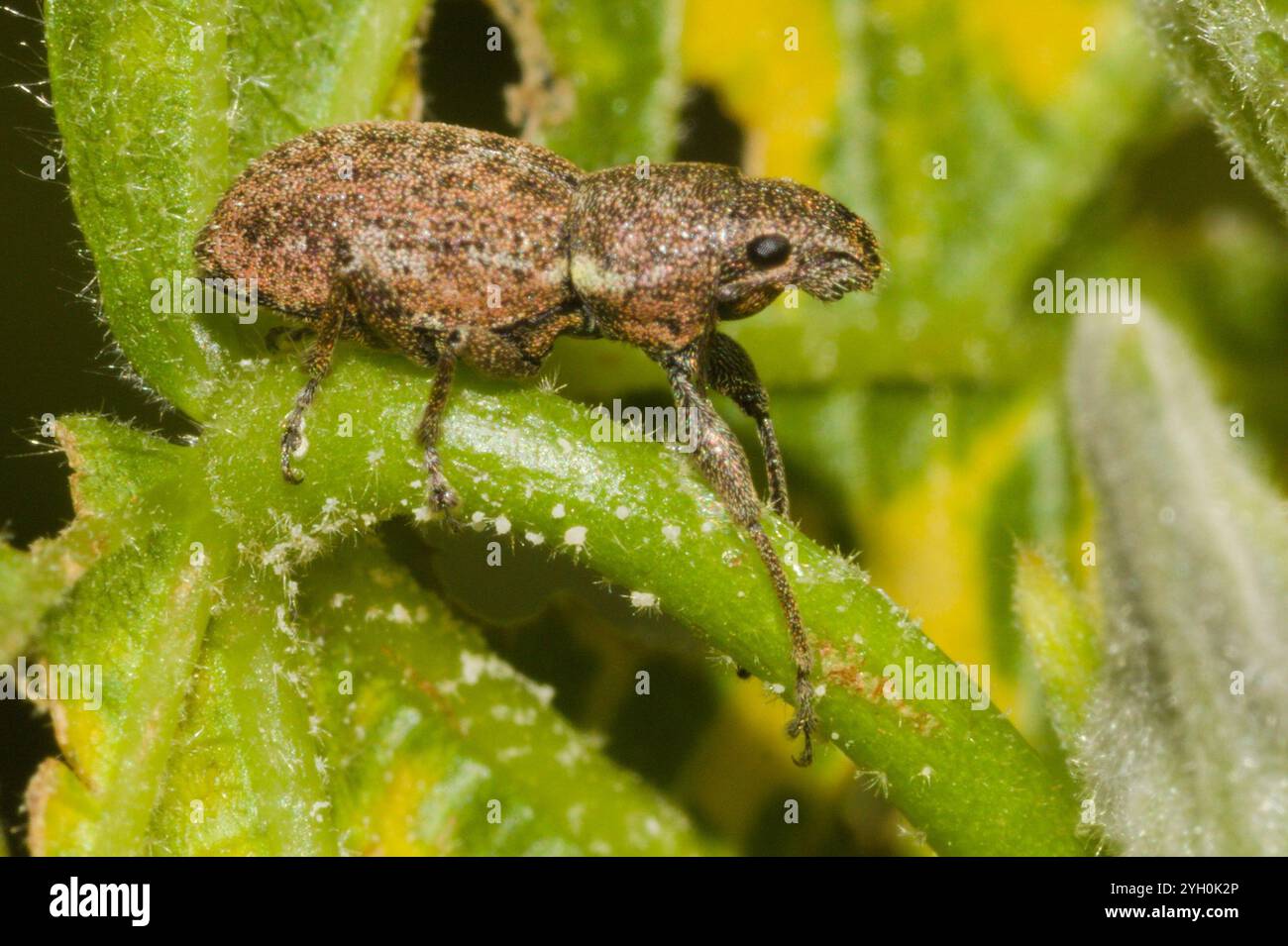 Rose weevil hi-res stock photography and images - Alamy