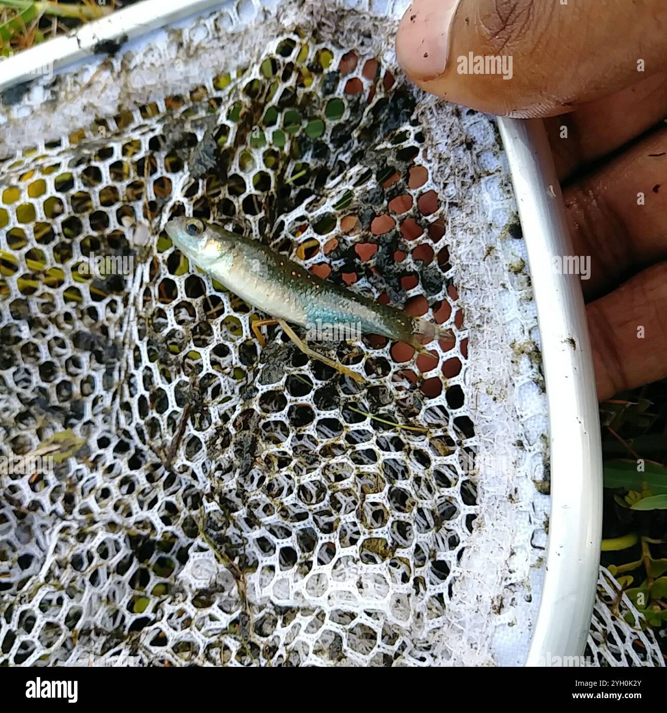 Golden Topminnow (Fundulus chrysotus Stock Photo - Alamy