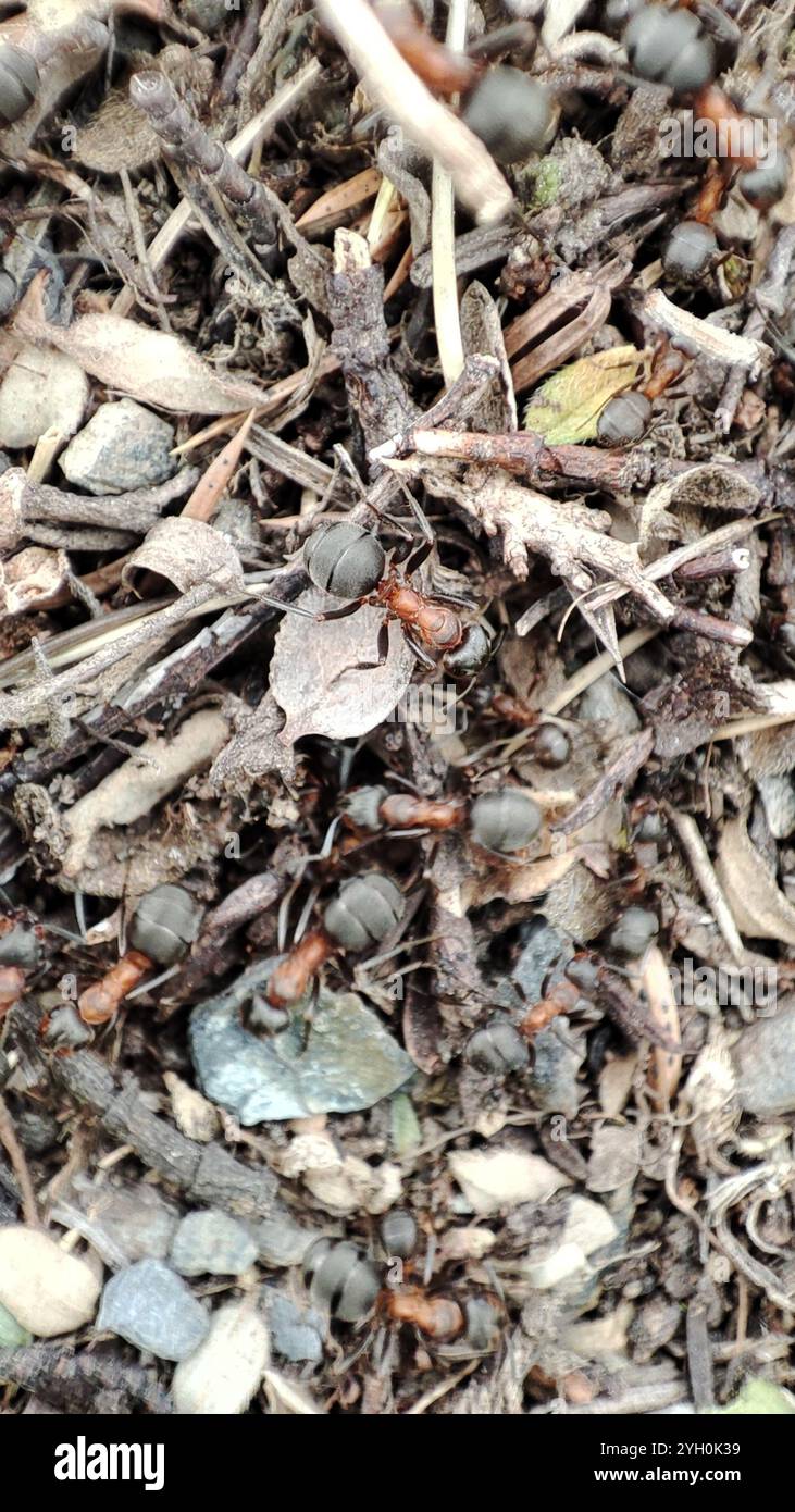 Wood, Mound, and Field Ants (Formica Stock Photo - Alamy