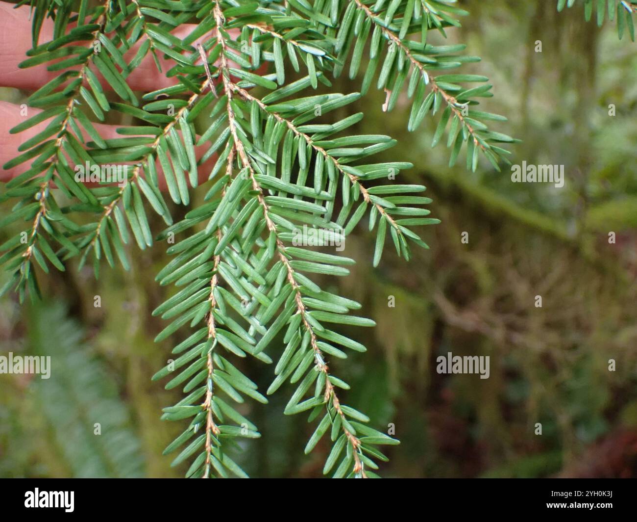 western hemlock (Tsuga heterophylla Stock Photo - Alamy