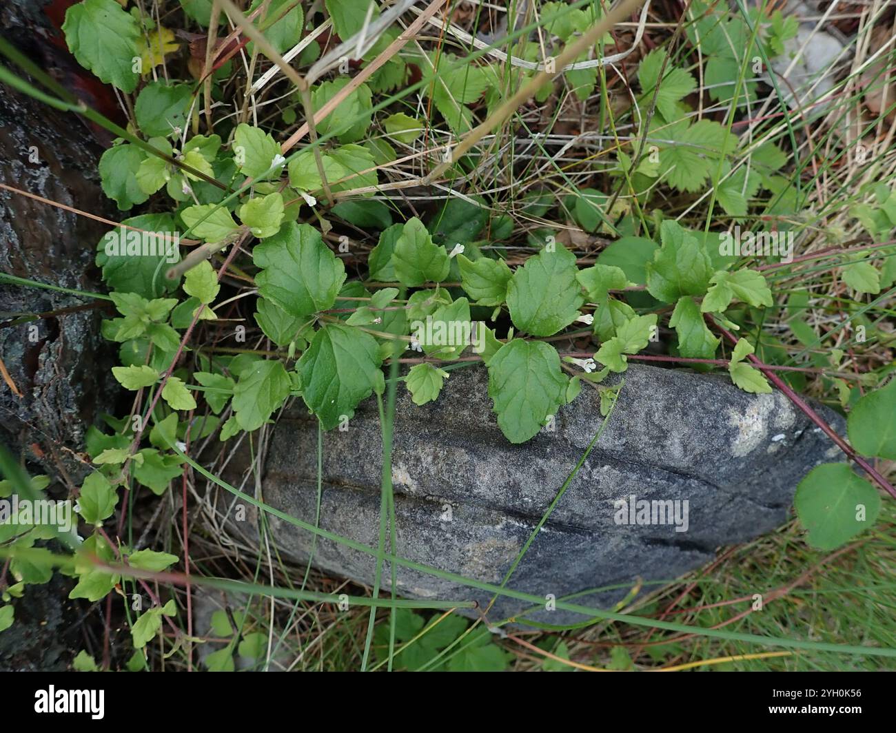 yerba buena (Clinopodium douglasii Stock Photo - Alamy