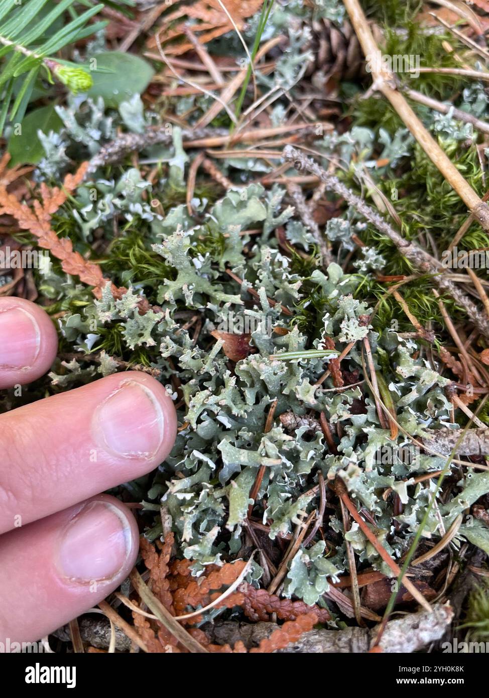 Cladonia verticillata hi-res stock photography and images - Alamy
