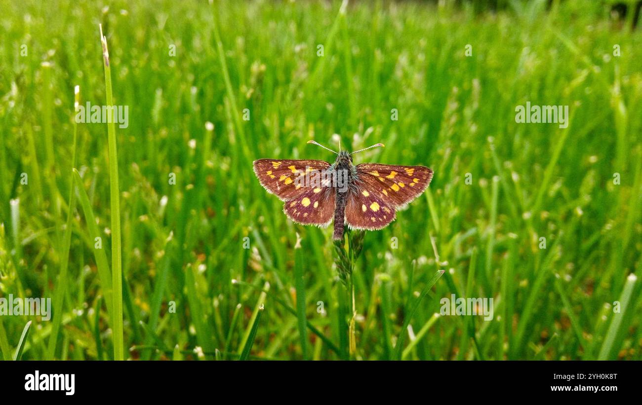 Chequered Skipper (Carterocephalus palaemon Stock Photo - Alamy