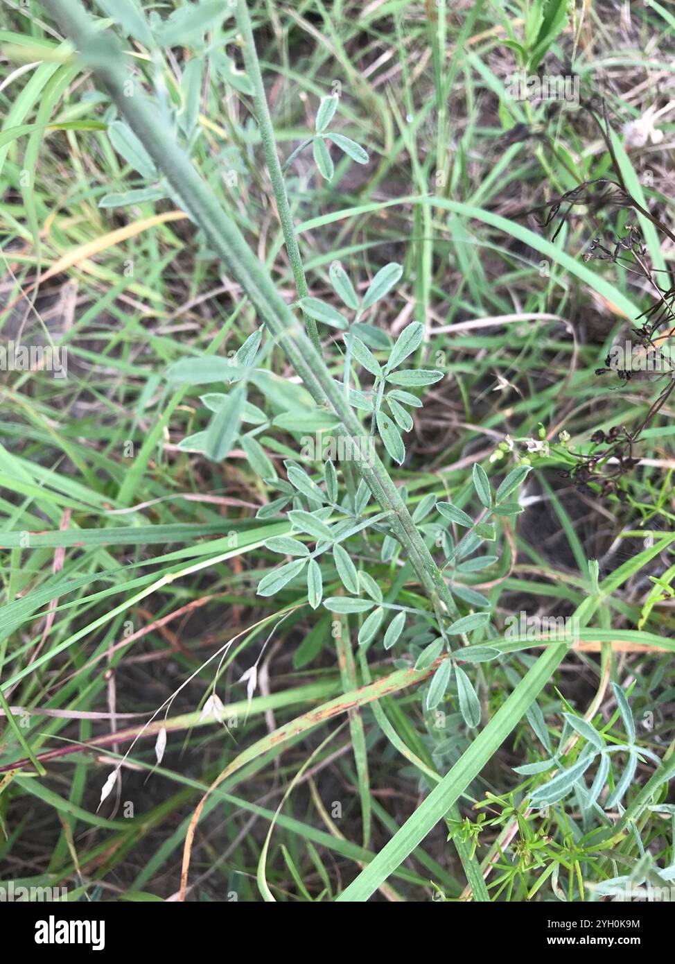 Dalea aurea hi-res stock photography and images - Alamy
