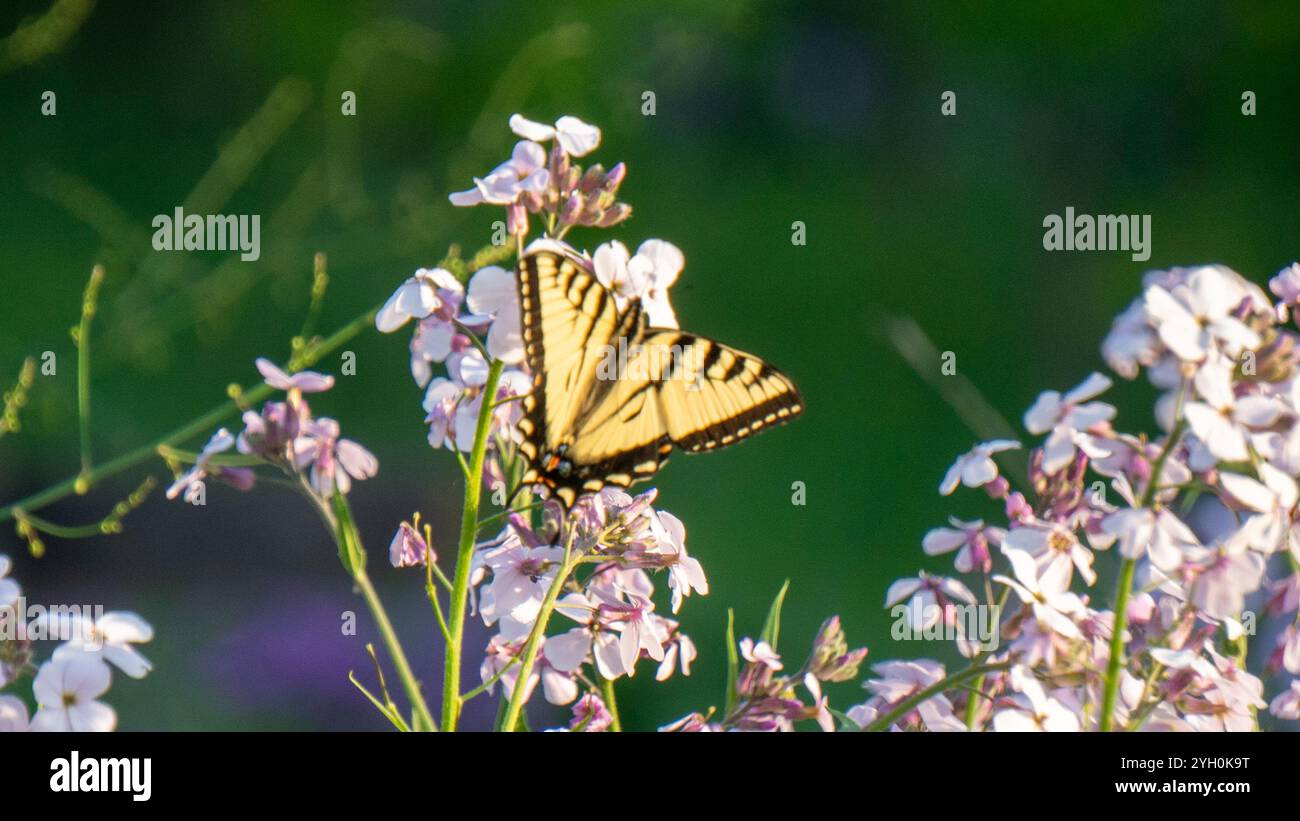 Canadian Tiger Swallowtail (Papilio canadensis Stock Photo - Alamy