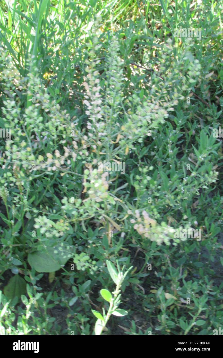 Narrow-leaved Pepperwort (Lepidium ruderale Stock Photo - Alamy