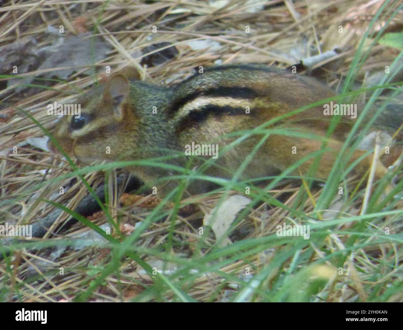 Eastern Chipmunk (Tamias striatus Stock Photo - Alamy