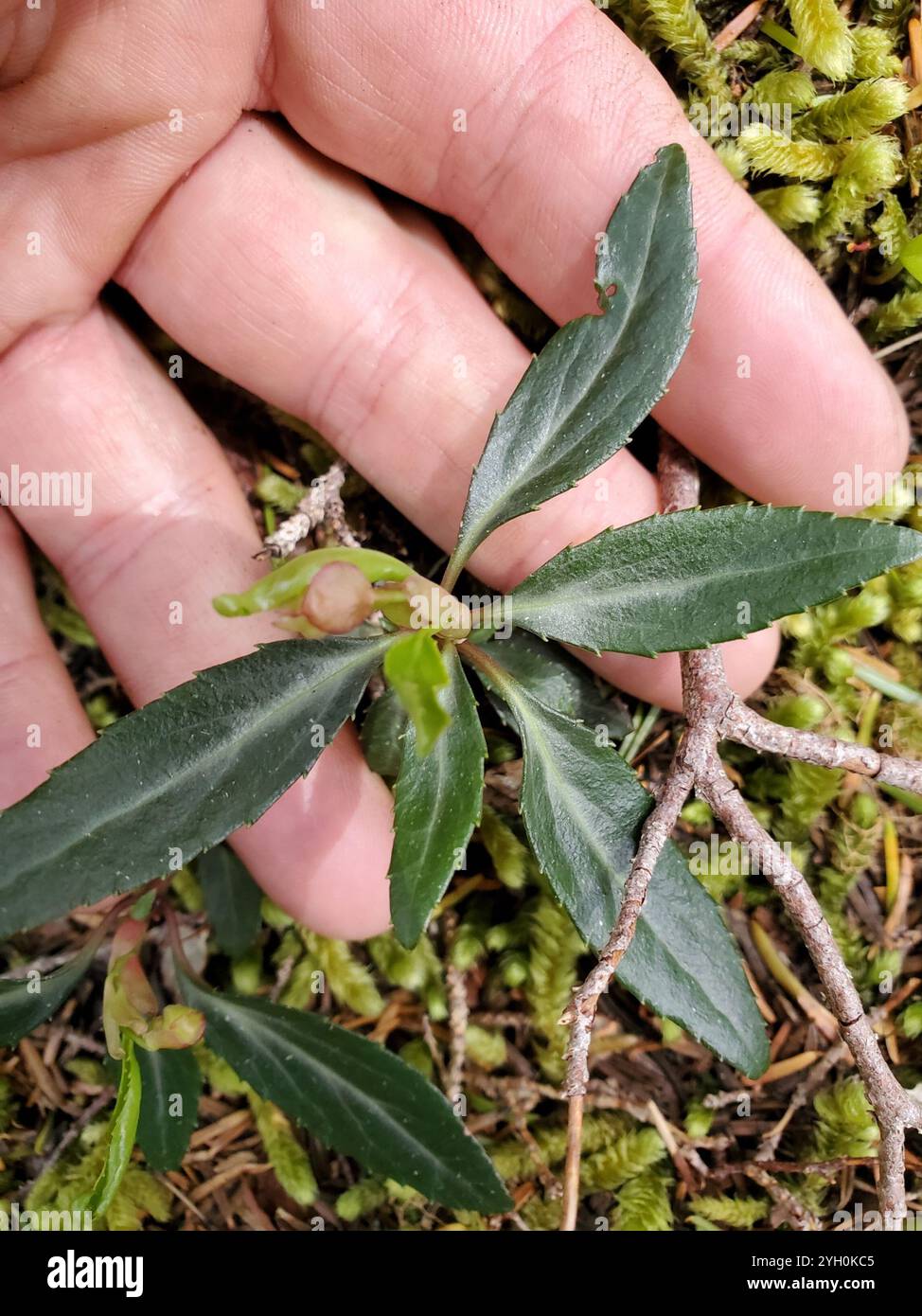 Little Prince's Pine (Chimaphila menziesii Stock Photo - Alamy