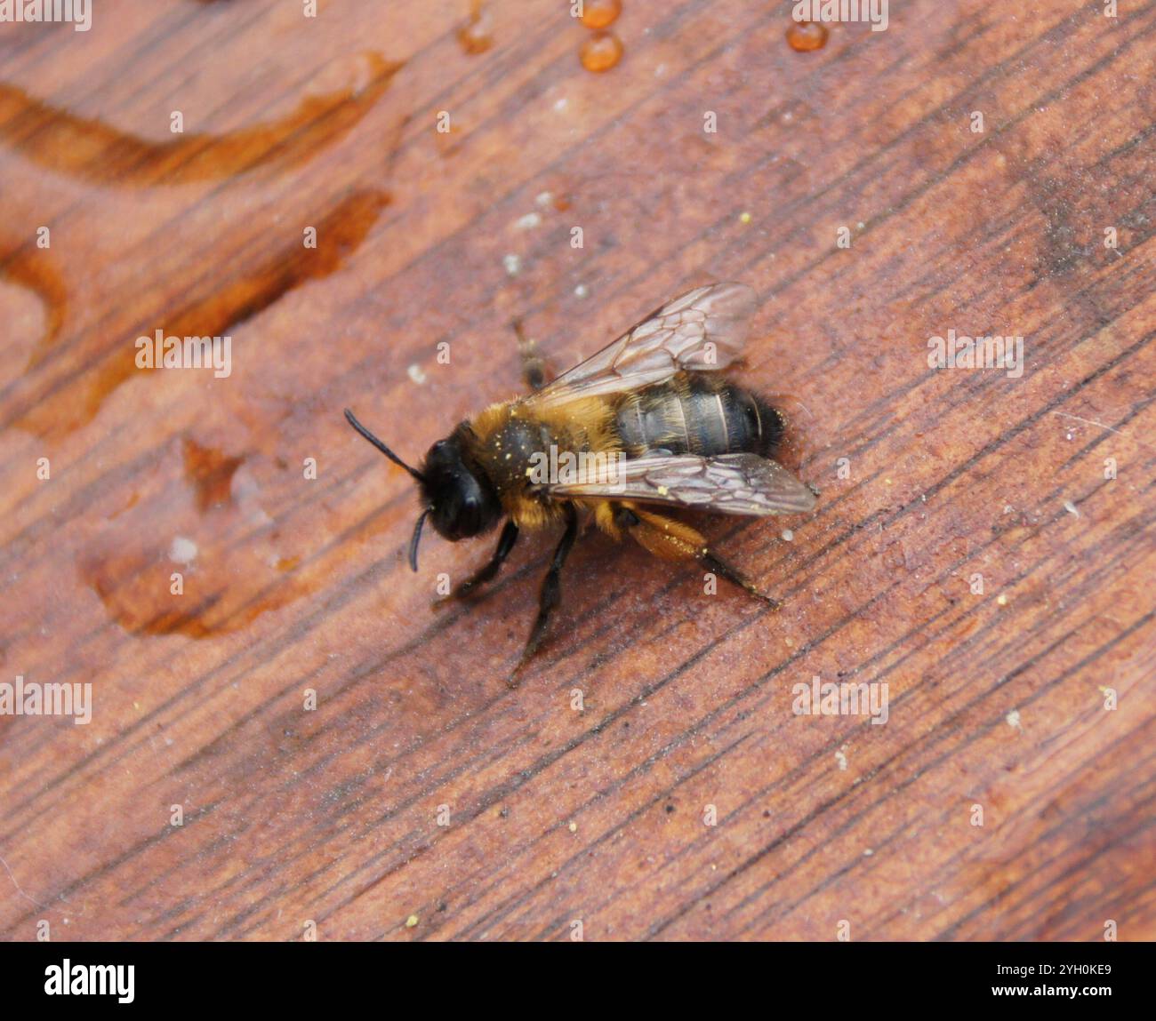 Buffish Mining Bee (Andrena nigroaenea Stock Photo - Alamy