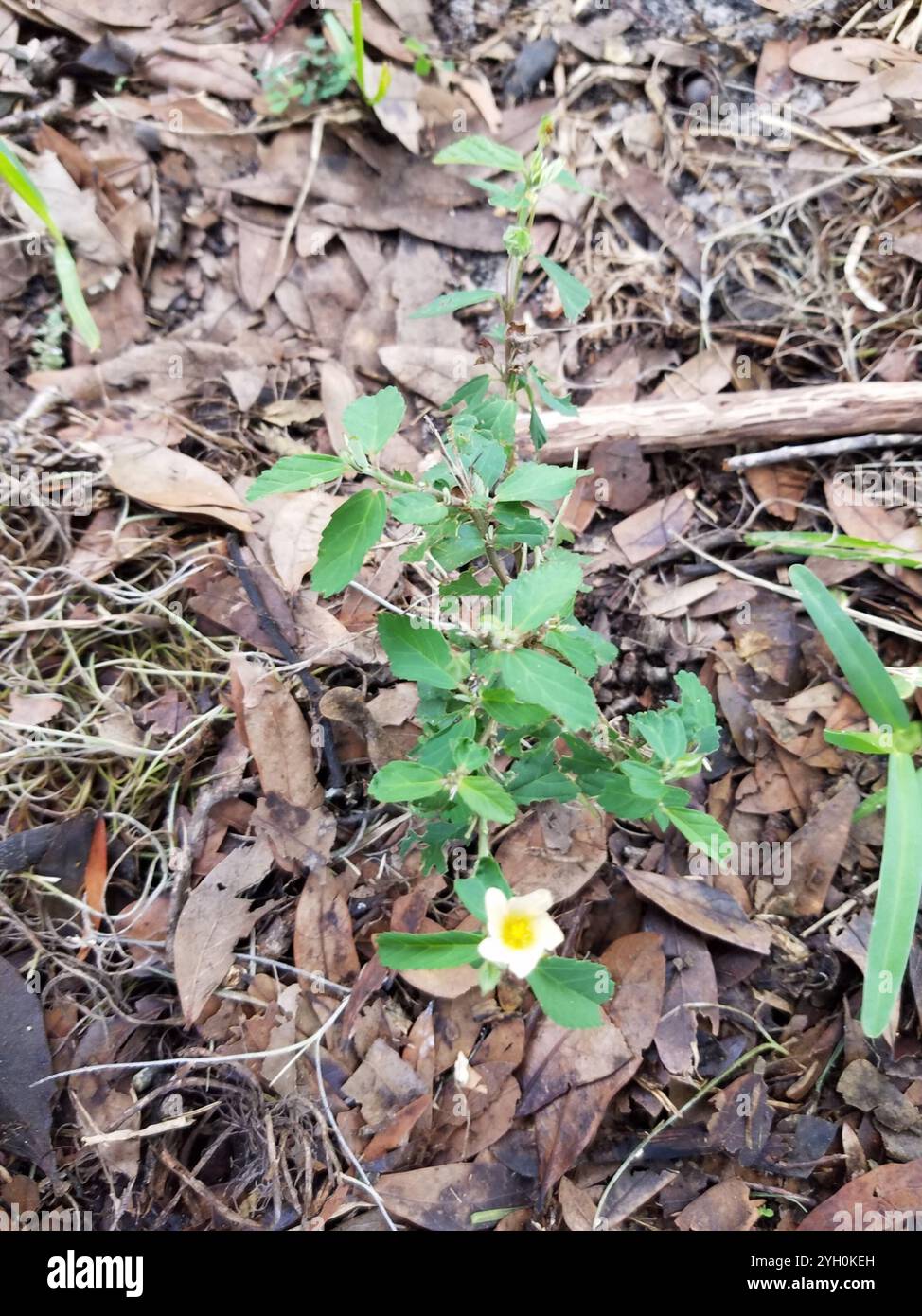 Common Fanpetals (Sida ulmifolia Stock Photo - Alamy