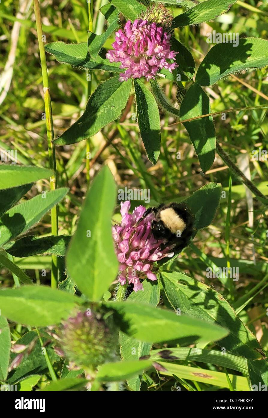 California Bumble Bee (Bombus californicus Stock Photo - Alamy