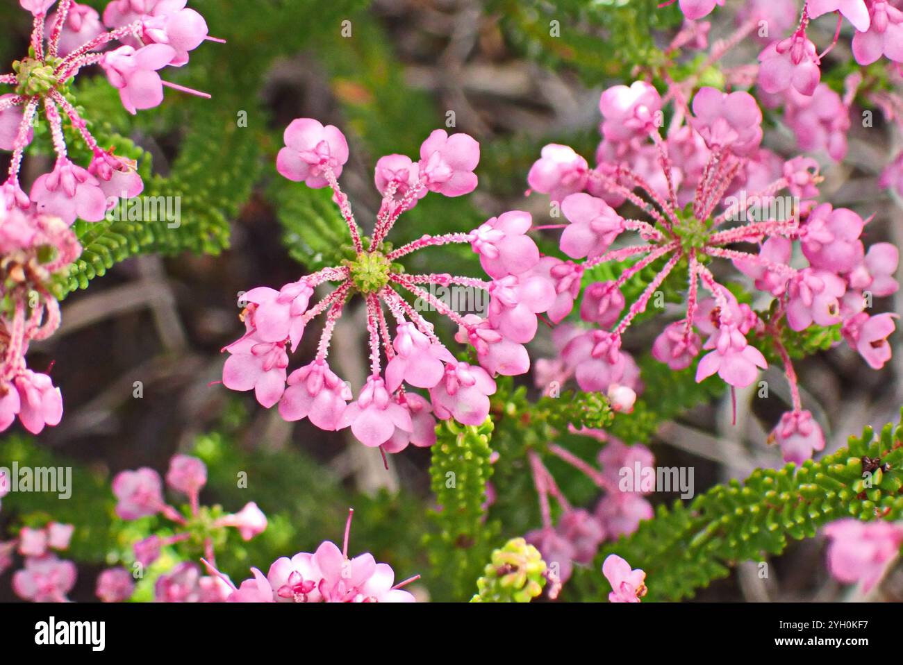 Graffiti Heath (Erica seriphiifolia Stock Photo - Alamy