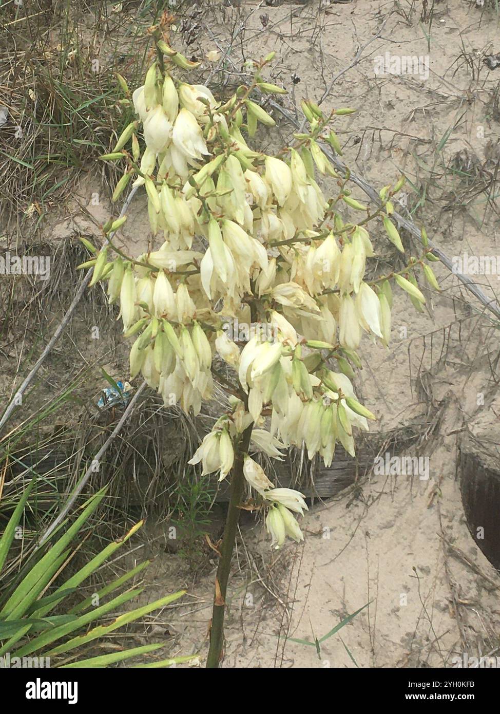 common yucca (Yucca filamentosa Stock Photo - Alamy