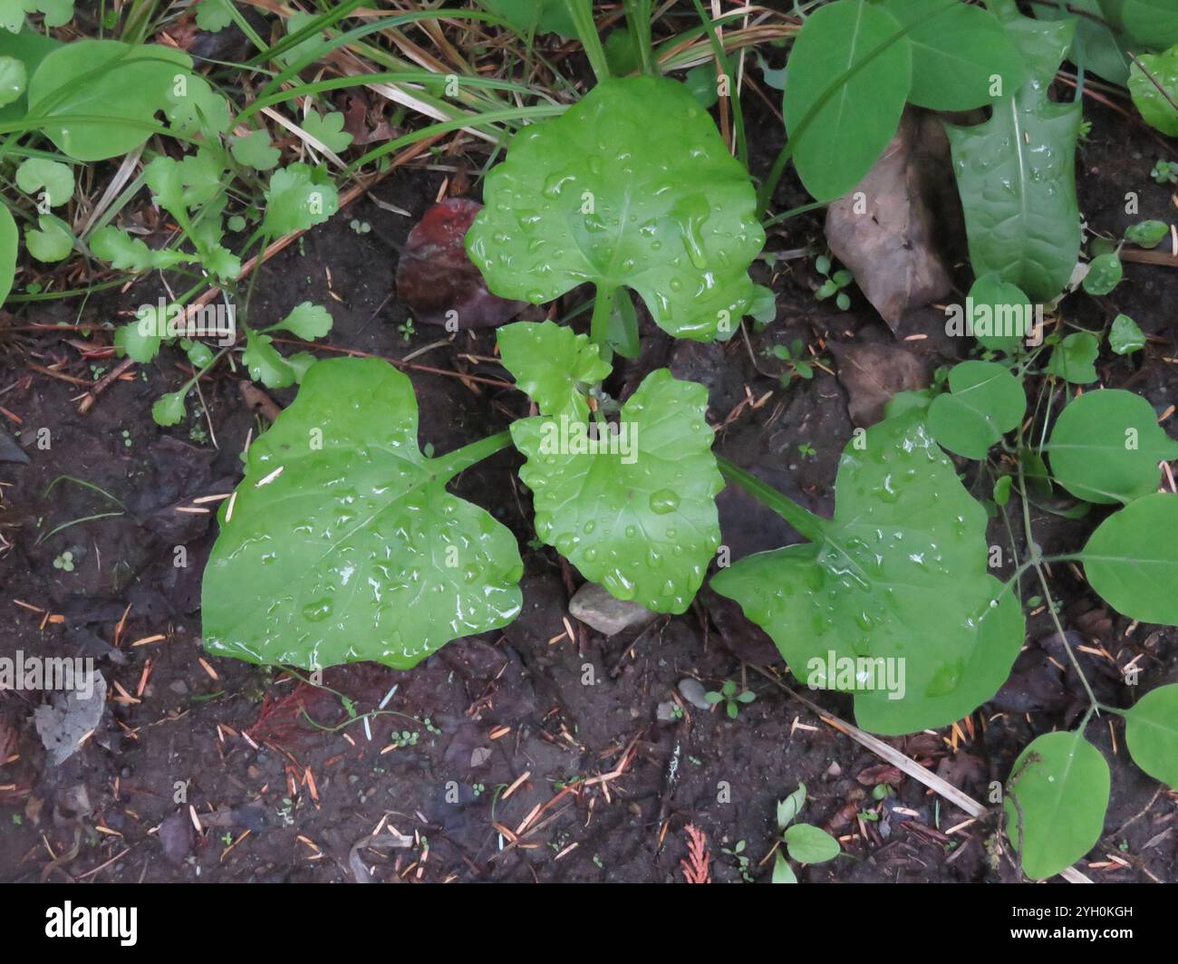 Trailplant hi-res stock photography and images - Alamy