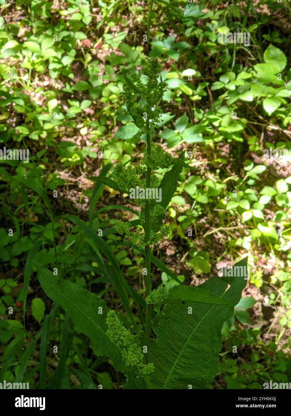 tall dock (Rumex altissimus Stock Photo - Alamy