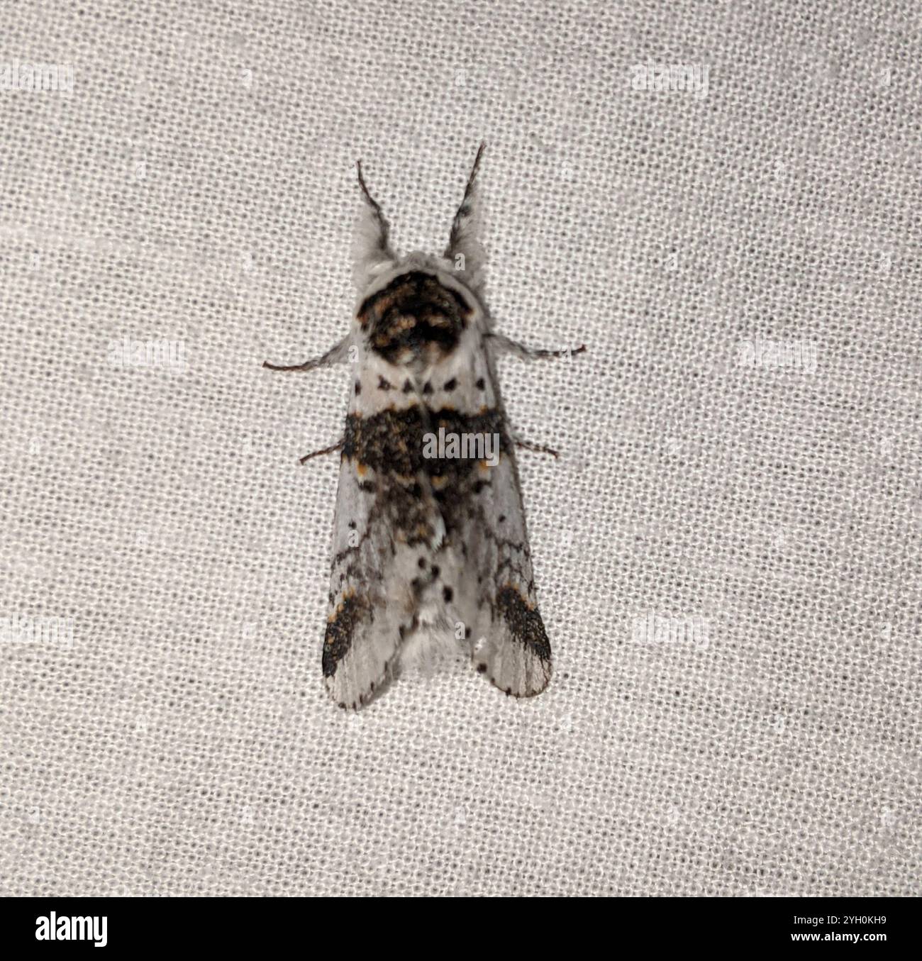 Zigzag Furcula Moth (Furcula scolopendrina Stock Photo - Alamy