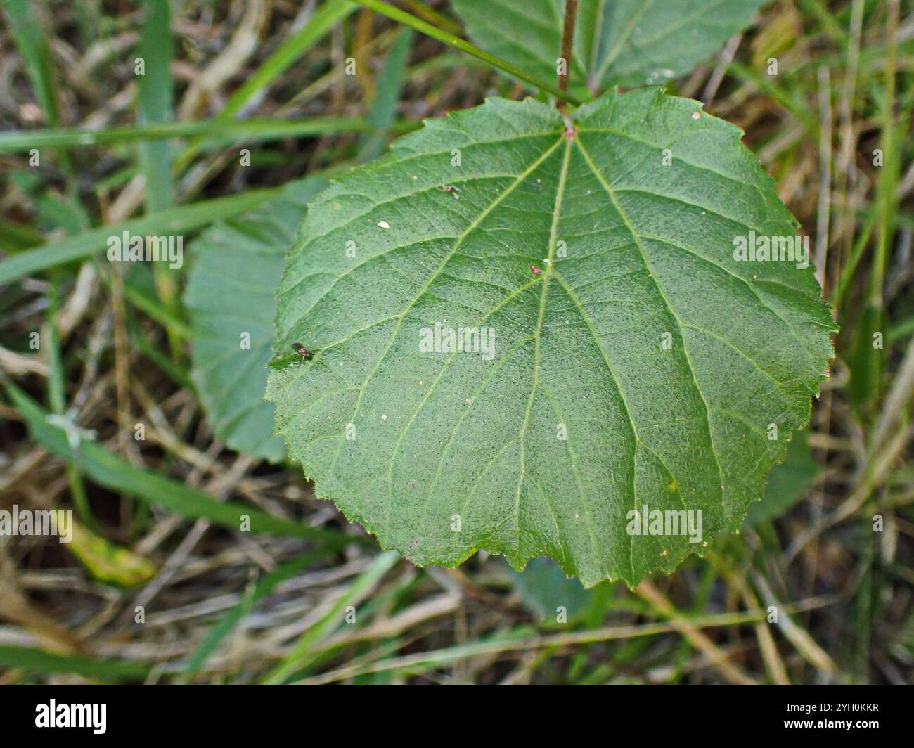Round-Leaved Wild-Mulberry (Trimeria grandifolia grandifolia Stock ...