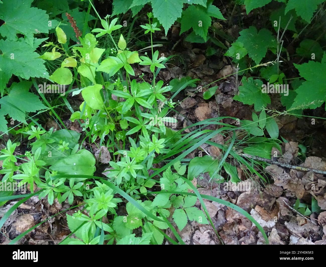 White-grained Mountain-ricegrass (Oryzopsis asperifolia Stock Photo - Alamy