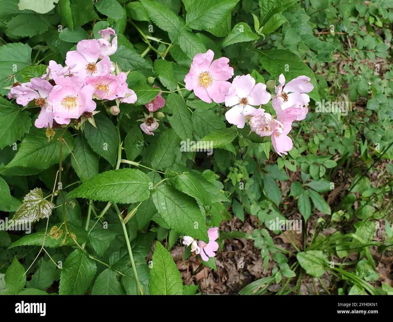 climbing prairie rose (Rosa setigera Stock Photo - Alamy