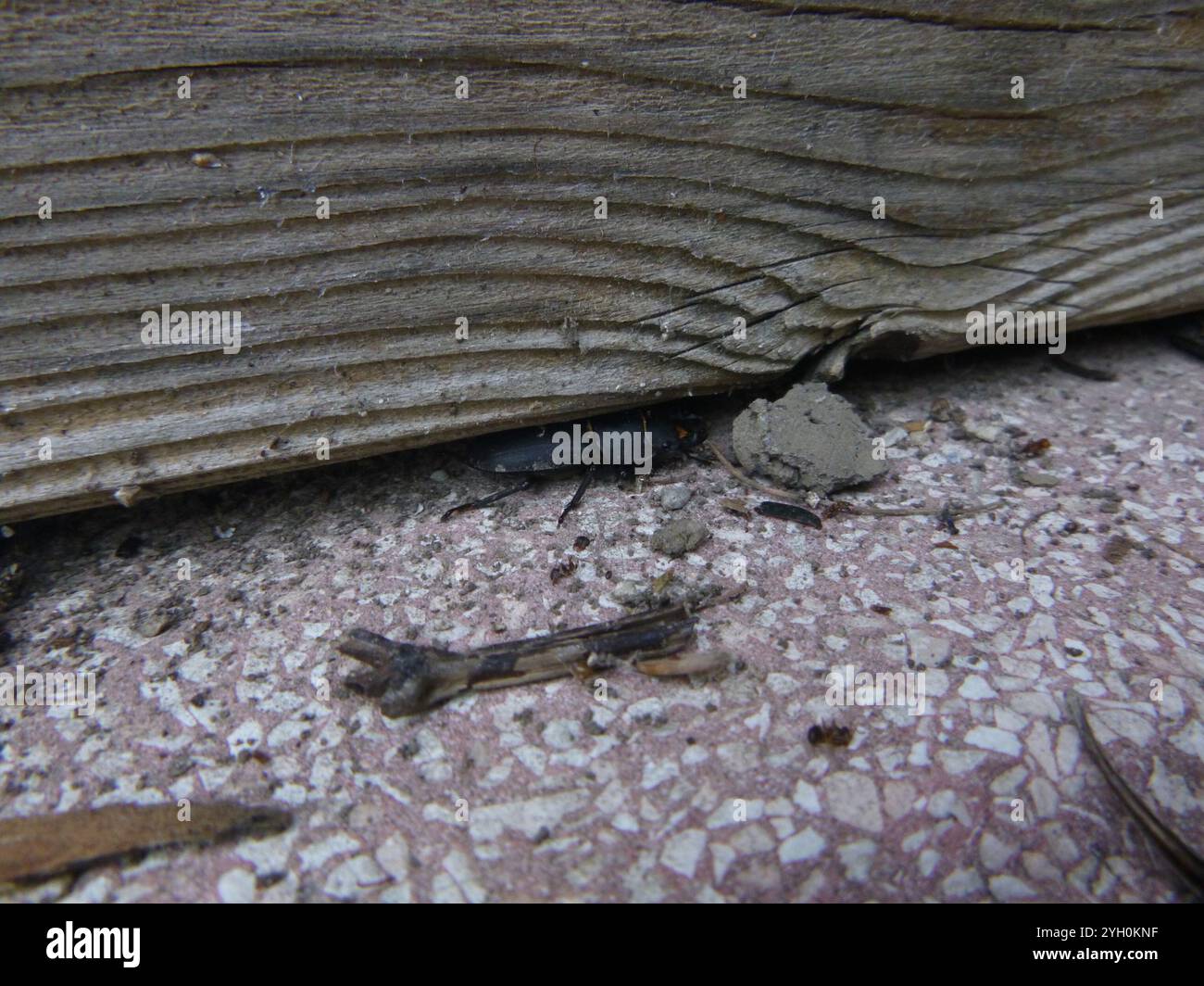 Lesser Stag Beetle (Dorcus parallelipipedus Stock Photo - Alamy