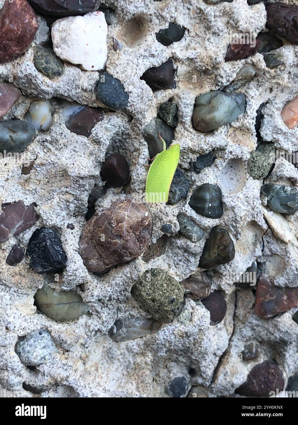 Torpedo Bug (Siphanta acuta Stock Photo - Alamy