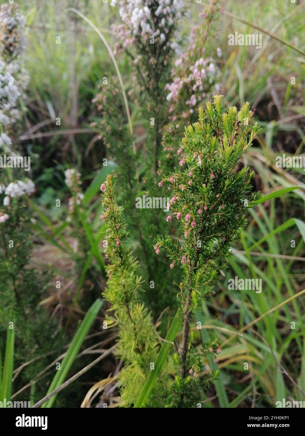 Portuguese Heath (Erica lusitanica Stock Photo - Alamy