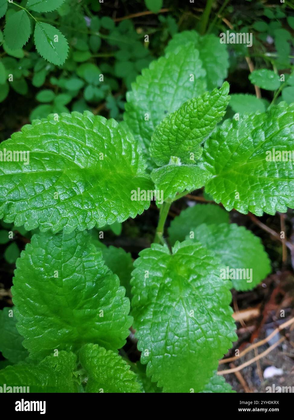 Coastal hedge nettle hi-res stock photography and images - Alamy