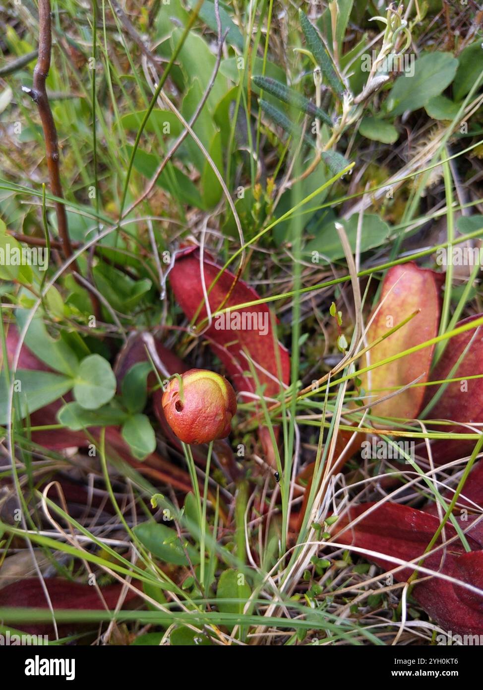 northern purple pitcher plant (Sarracenia purpurea purpurea Stock Photo ...