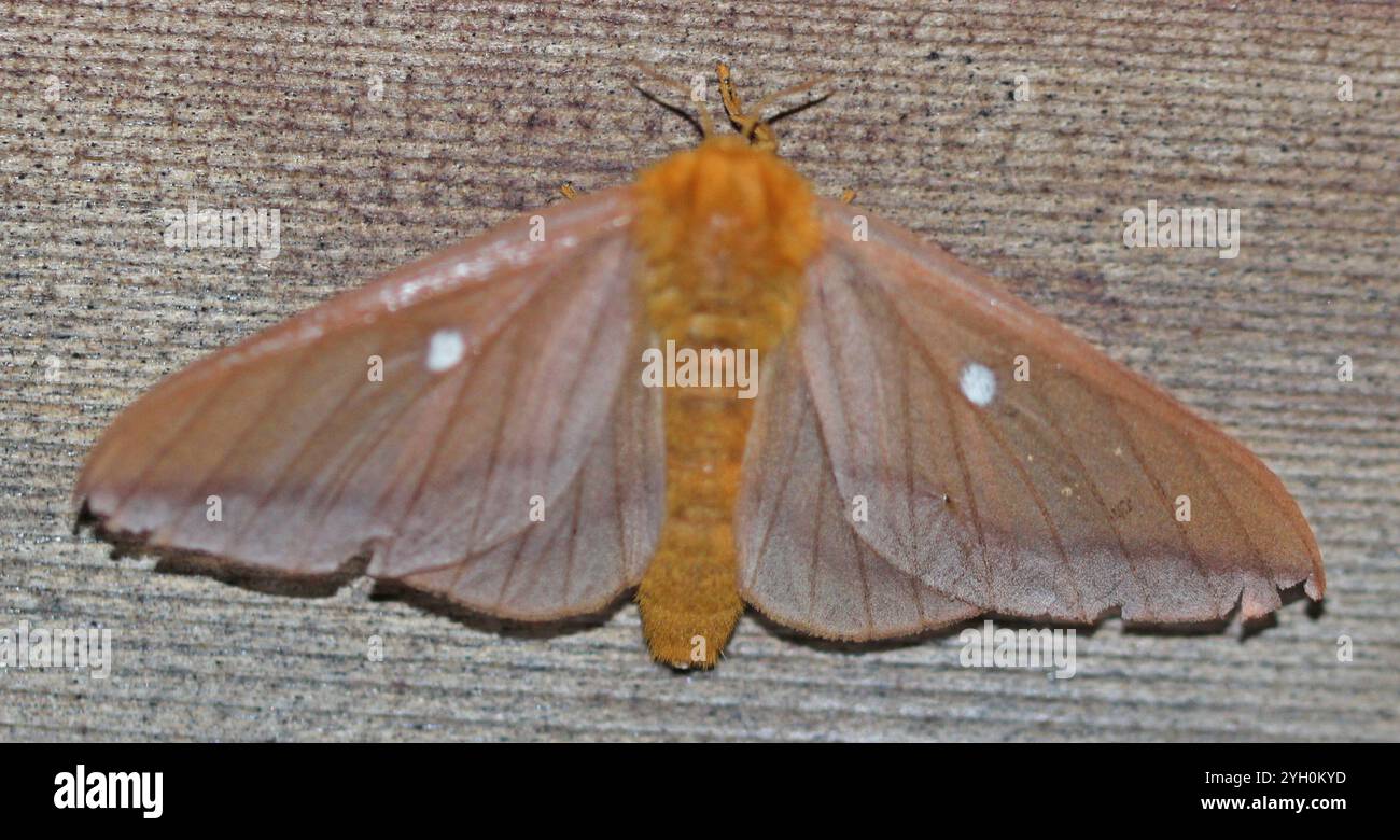 Pink striped oakworm moth hi-res stock photography and images - Alamy