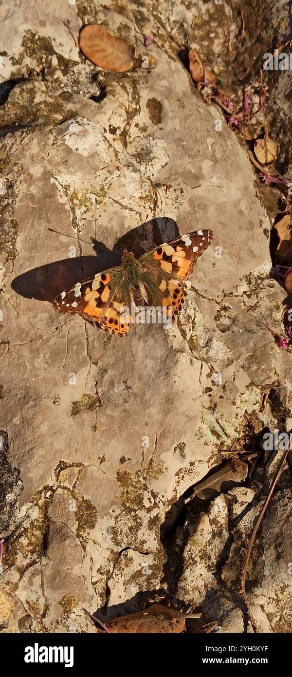 Painted Lady (Vanessa cardui Stock Photo - Alamy