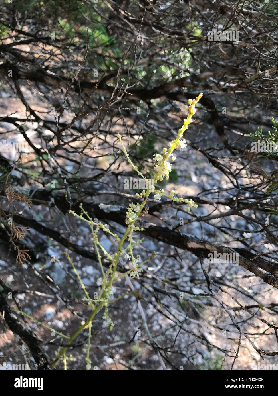 Devils shoestring hi-res stock photography and images - Alamy