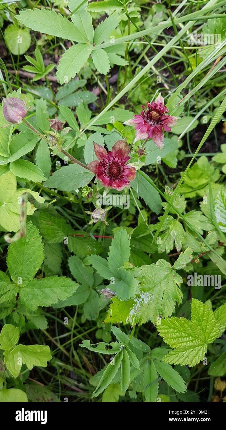 marsh cinquefoil (Comarum palustre Stock Photo - Alamy