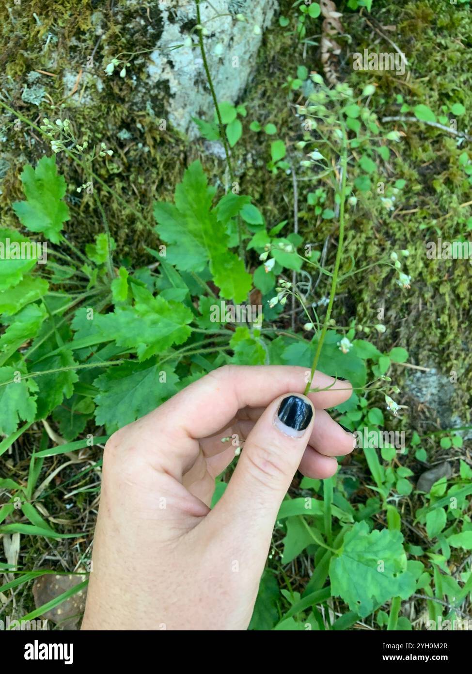 crevice alumroot (Heuchera micrantha Stock Photo - Alamy