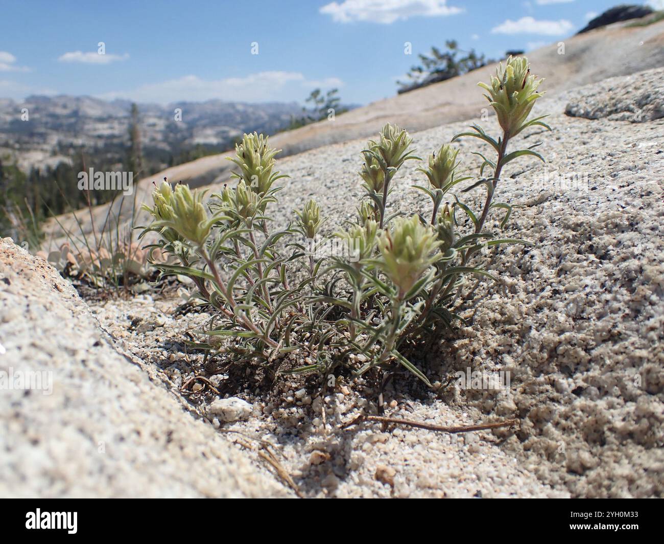 dwarf alpine Indian paintbrush (Castilleja nana Stock Photo - Alamy