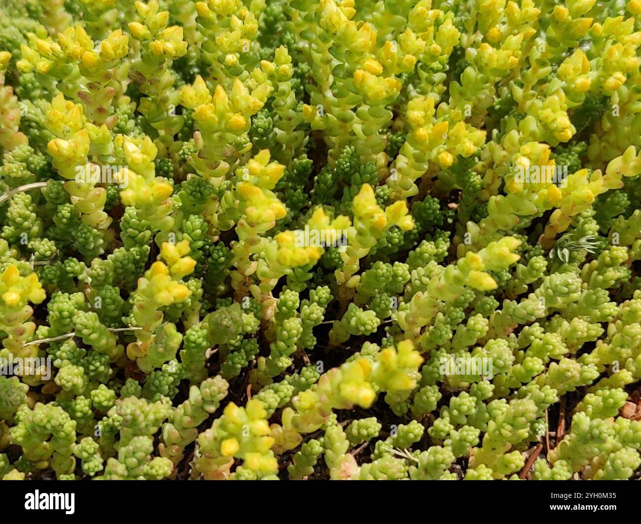 Biting Stonecrop (Sedum acre Stock Photo - Alamy