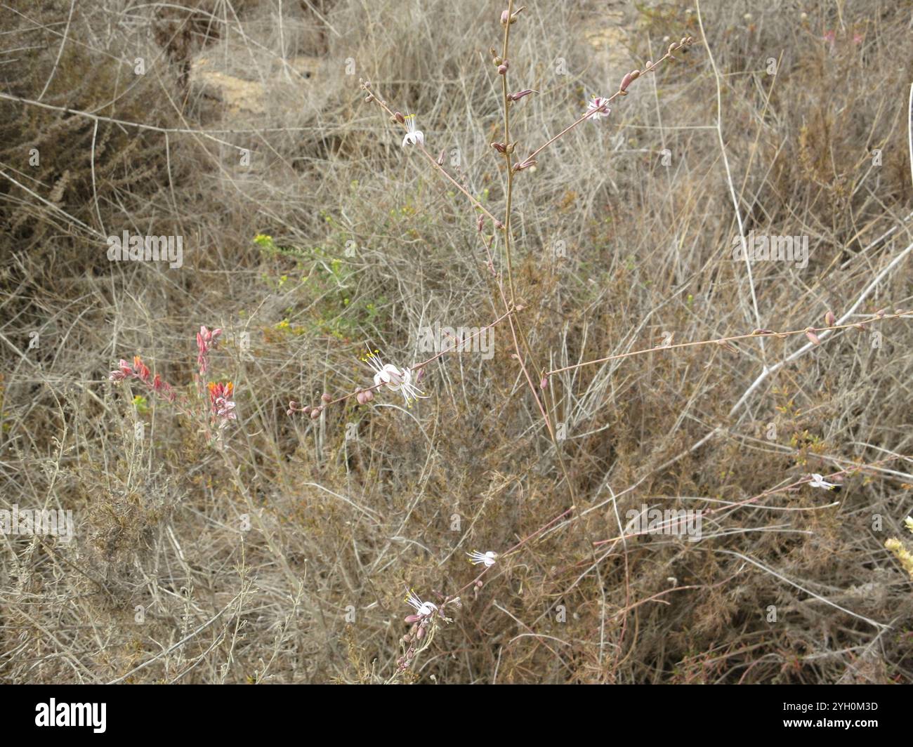 small-flowered soaproot (Hooveria parviflora Stock Photo - Alamy