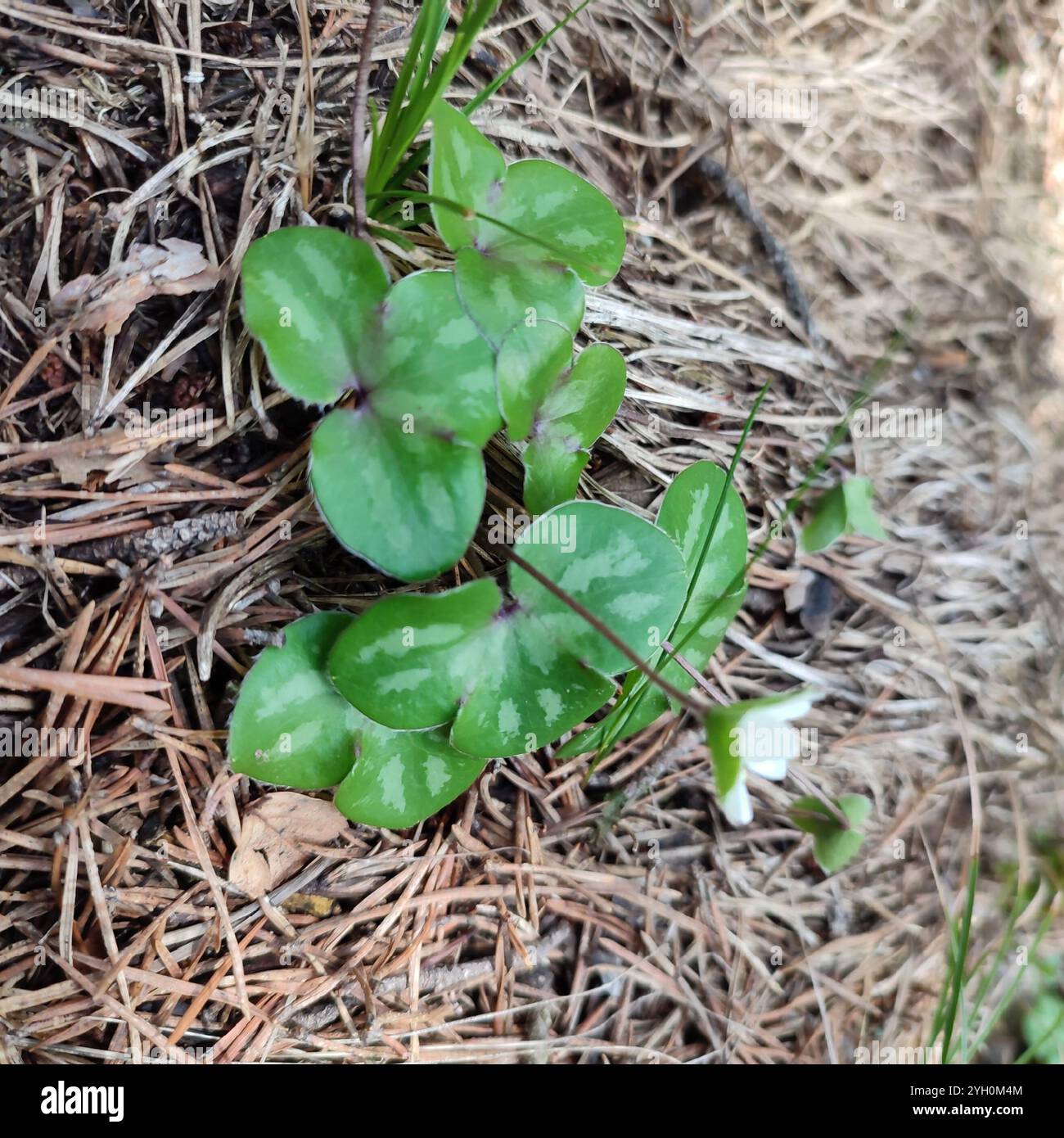Liverleaf (Hepatica nobilis Stock Photo - Alamy