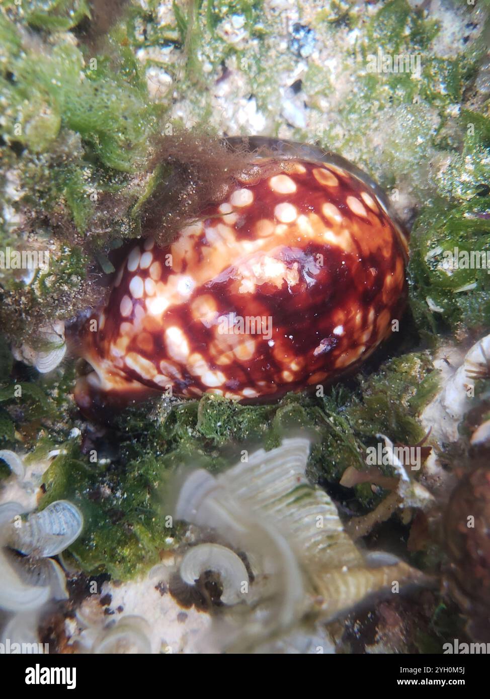 Humpback cowry mauritia mauritiana hi-res stock photography and images ...