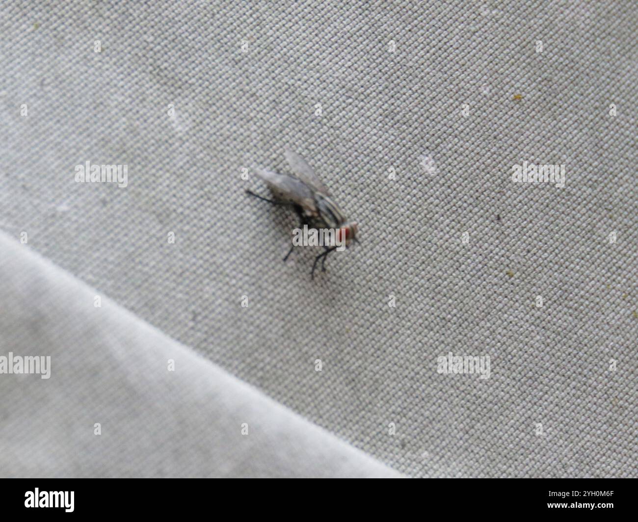 Common House Fly (Musca domestica Stock Photo - Alamy