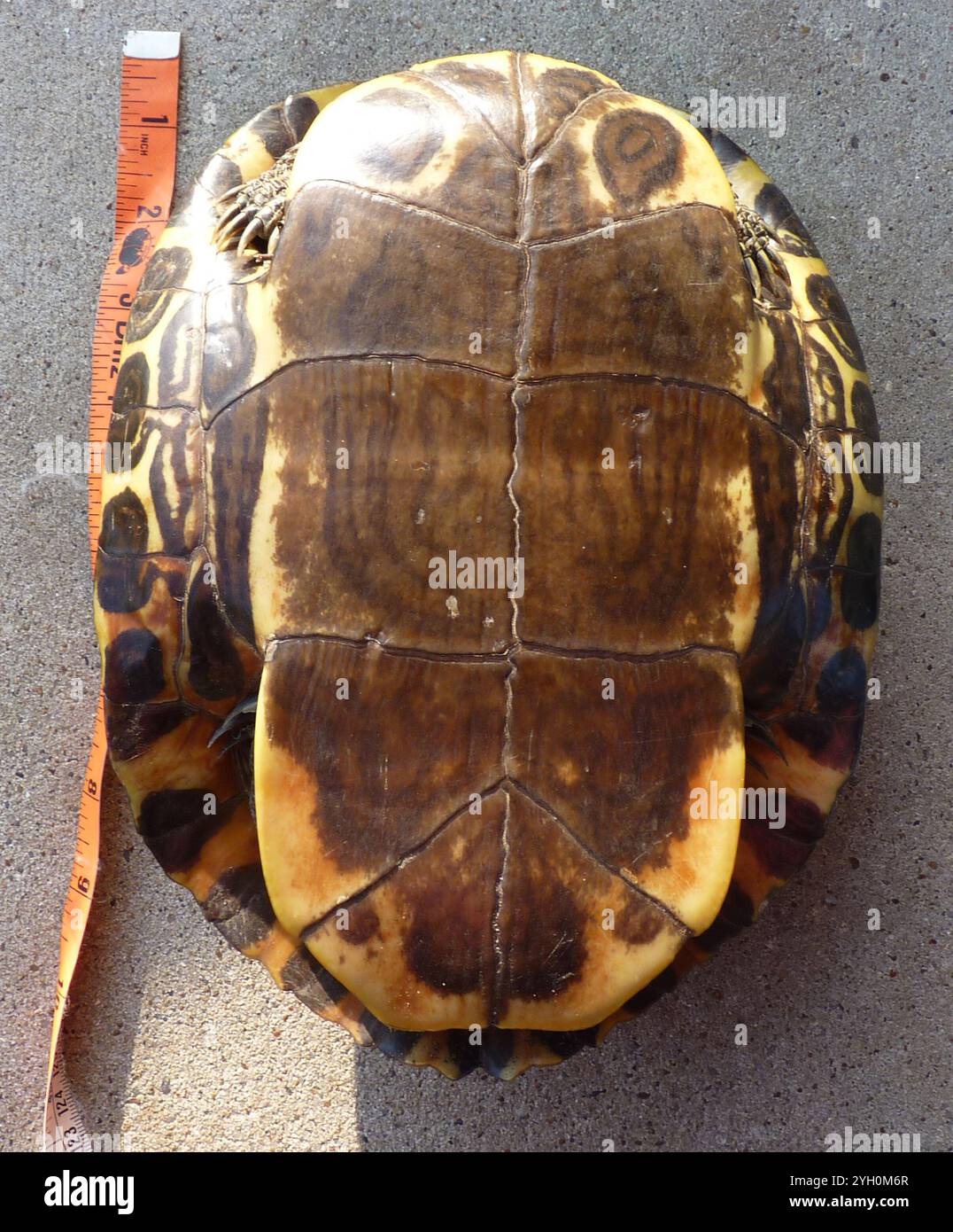 Red-eared Slider (Trachemys scripta elegans Stock Photo - Alamy